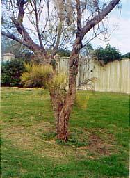 Tree Diagnosis by a Better Arborist in the Dallas Fort Worth Metroplex